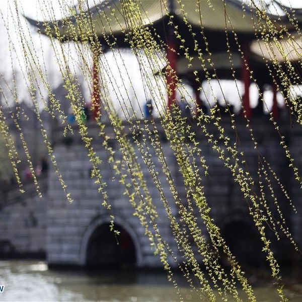 Tea in January and the Willow - Chanoyu Decoded