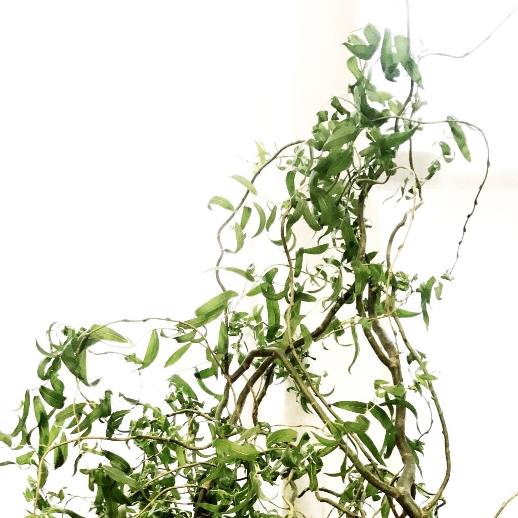 Tea in January and the Willow - Chanoyu Decoded