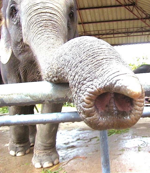 April in Japan: Following Elephants - Chanoyu Decoded